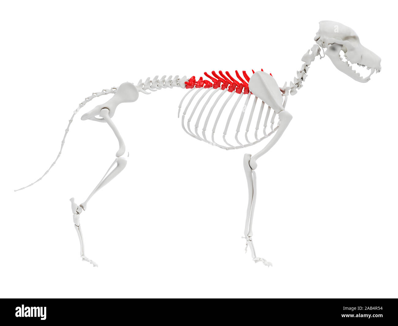 3d rendered anatomy illustration of the dog skeletal anatomy - thoracic ...