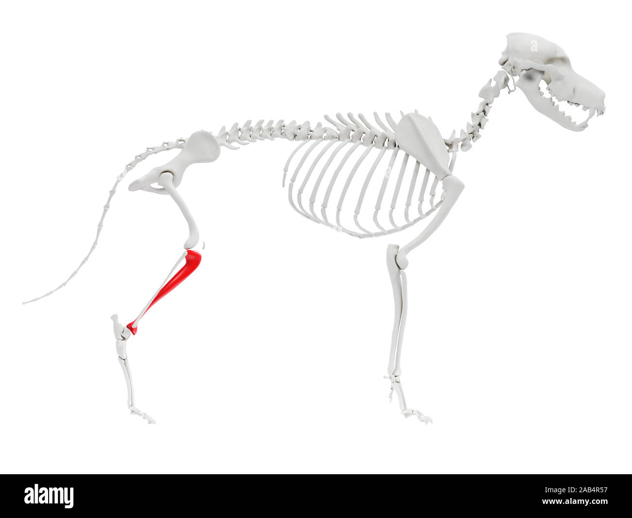 3d rendered anatomy illustration of the dog skeletal anatomy - tibia ...