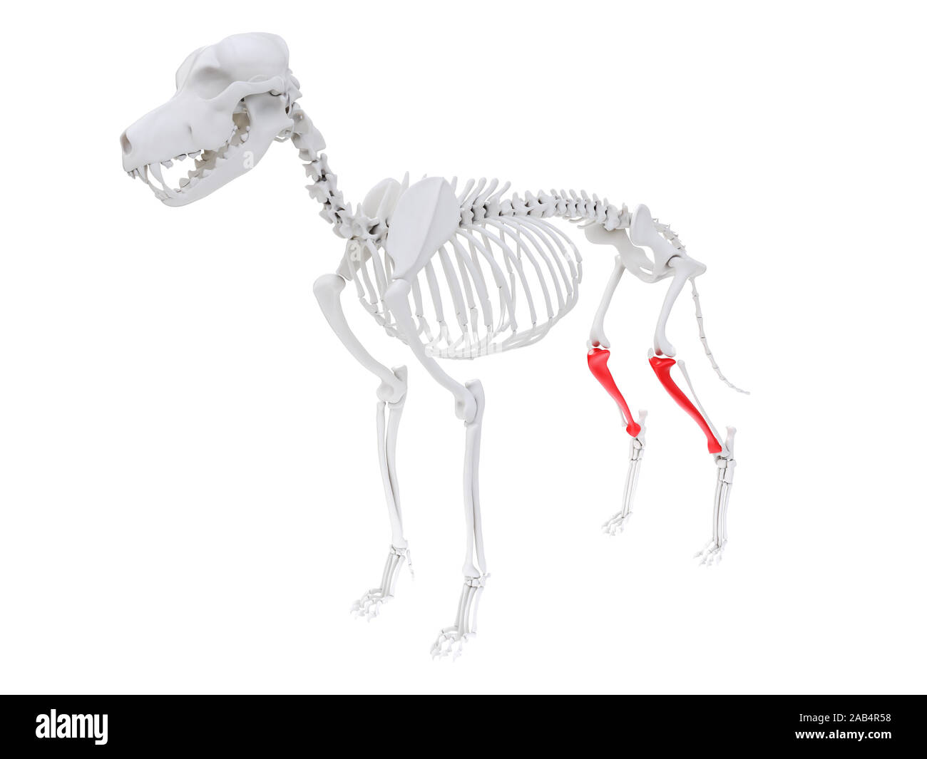 3d rendered anatomy illustration of the dog skeletal anatomy - tibia ...