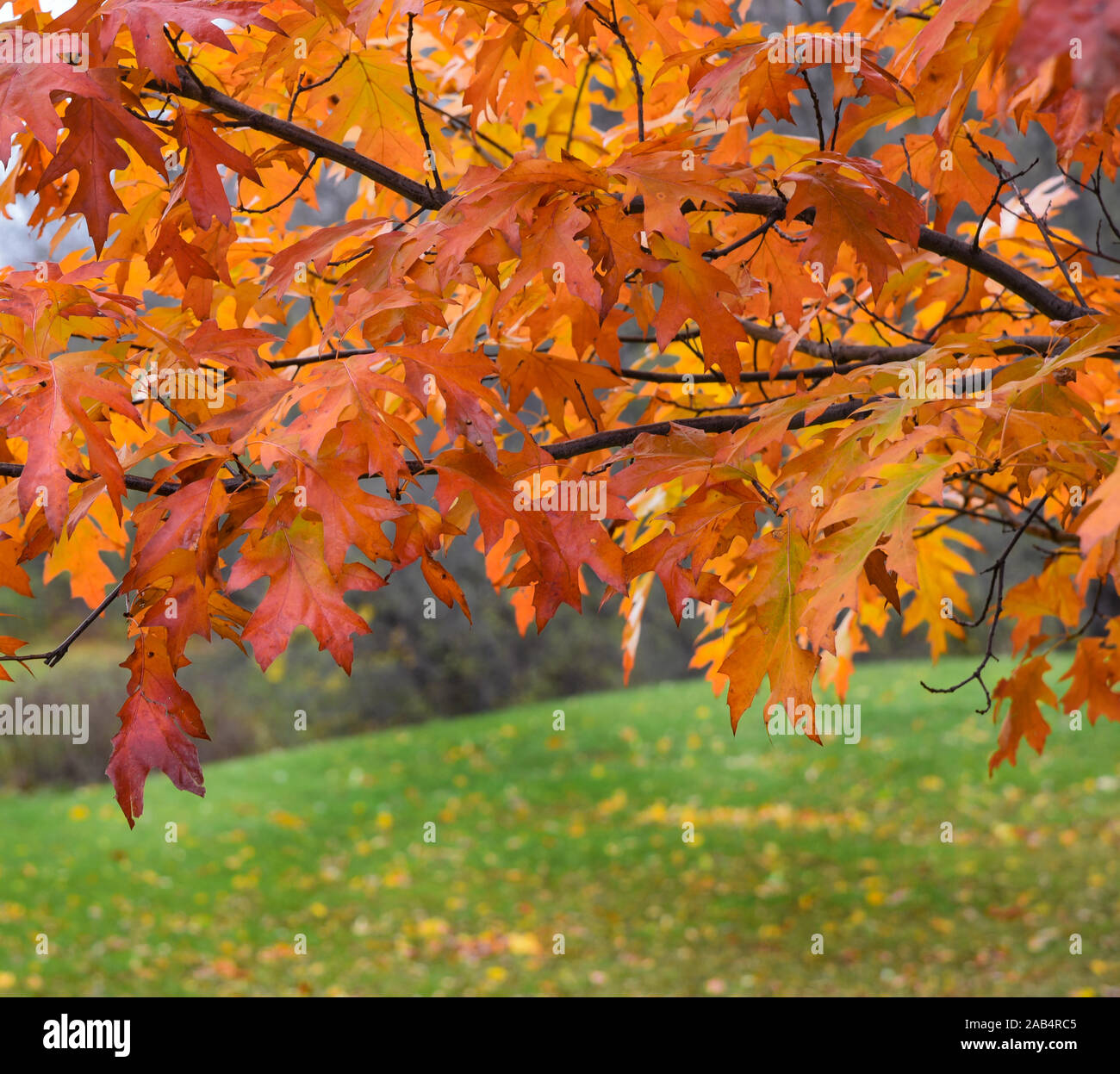 Autumn in Ottawa Stock Photo - Alamy