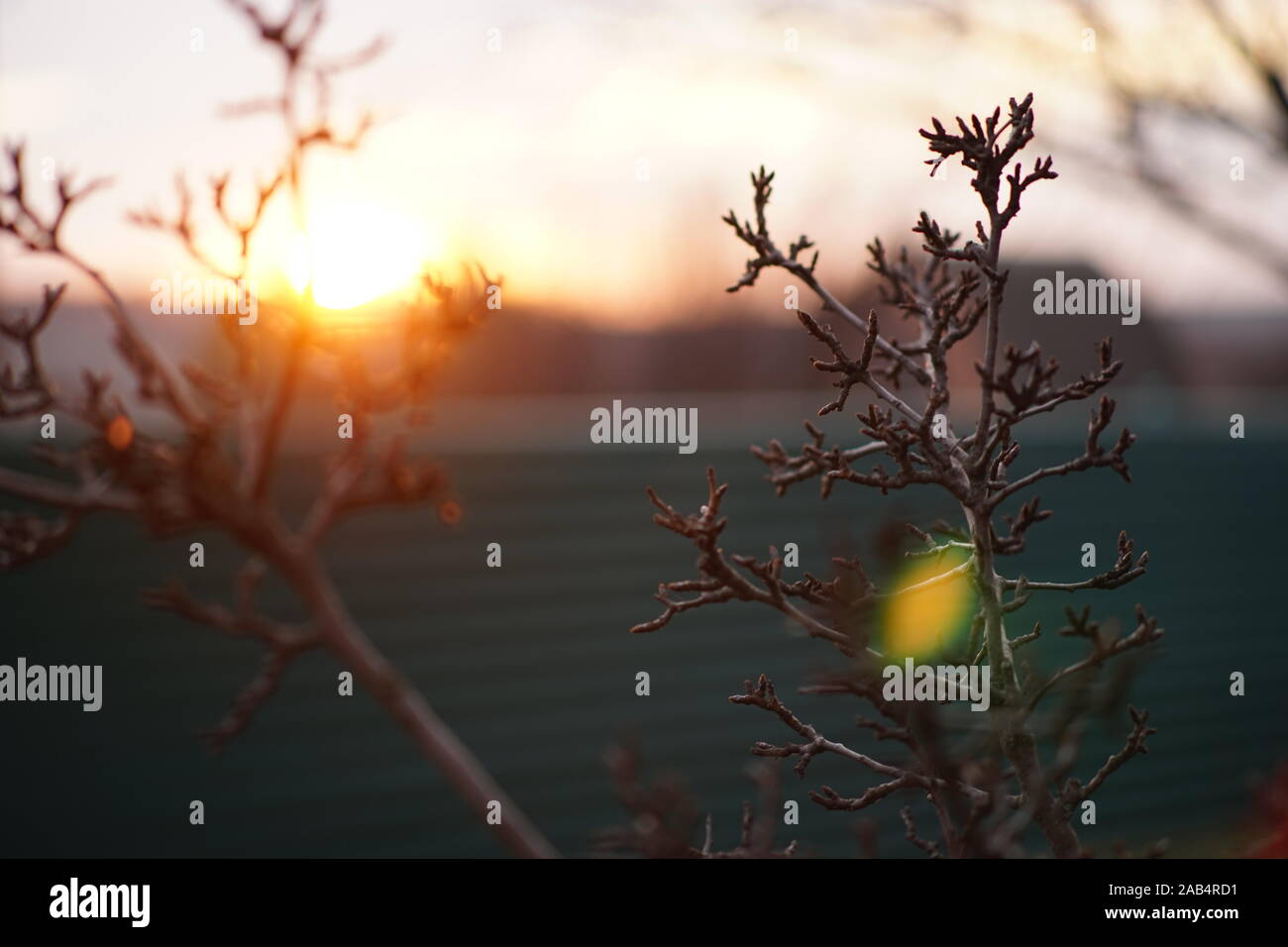 Pear tree branches in autumn garden, sunset sun in sky background Stock ...