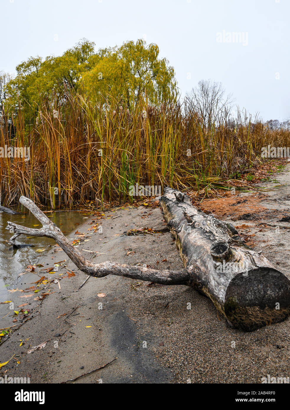 Dead Tree on the Beach Stock Photo - Alamy