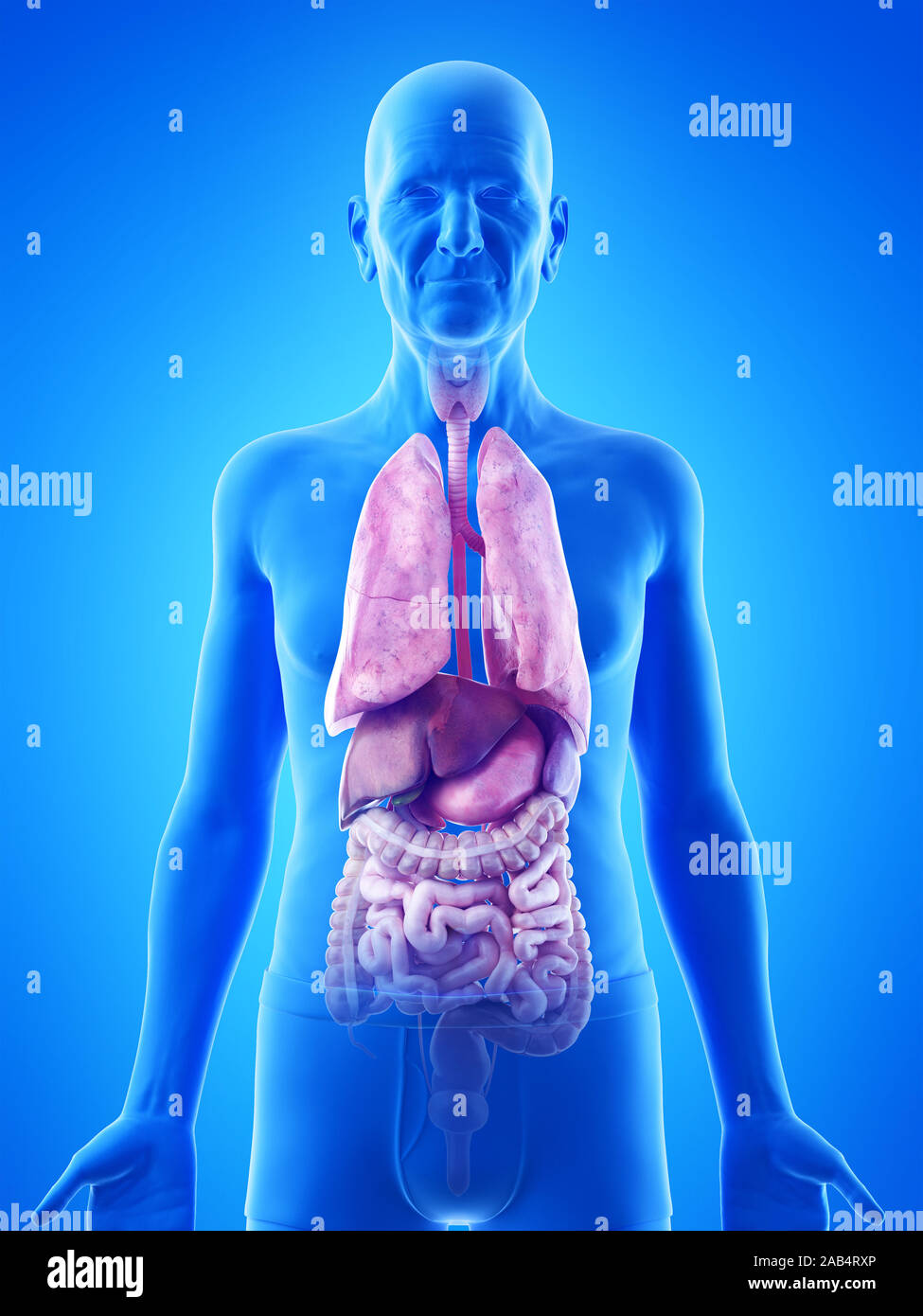 3d rendered medically accurate illustration of an old mans internal ...