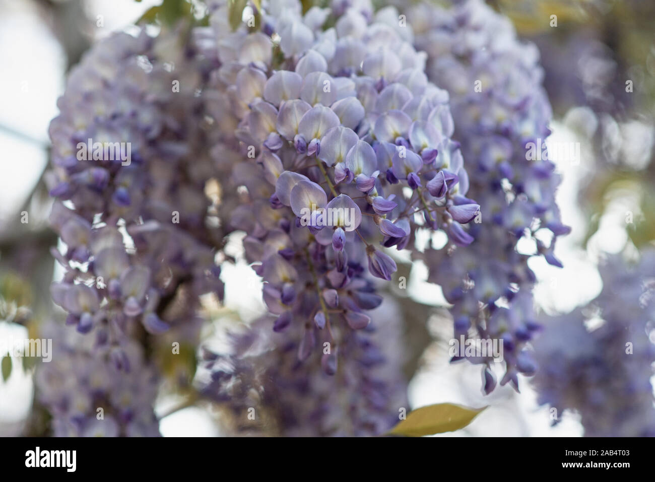 Flowering violet Wisteria Sinensis. Beautiful Prolific tree with ...