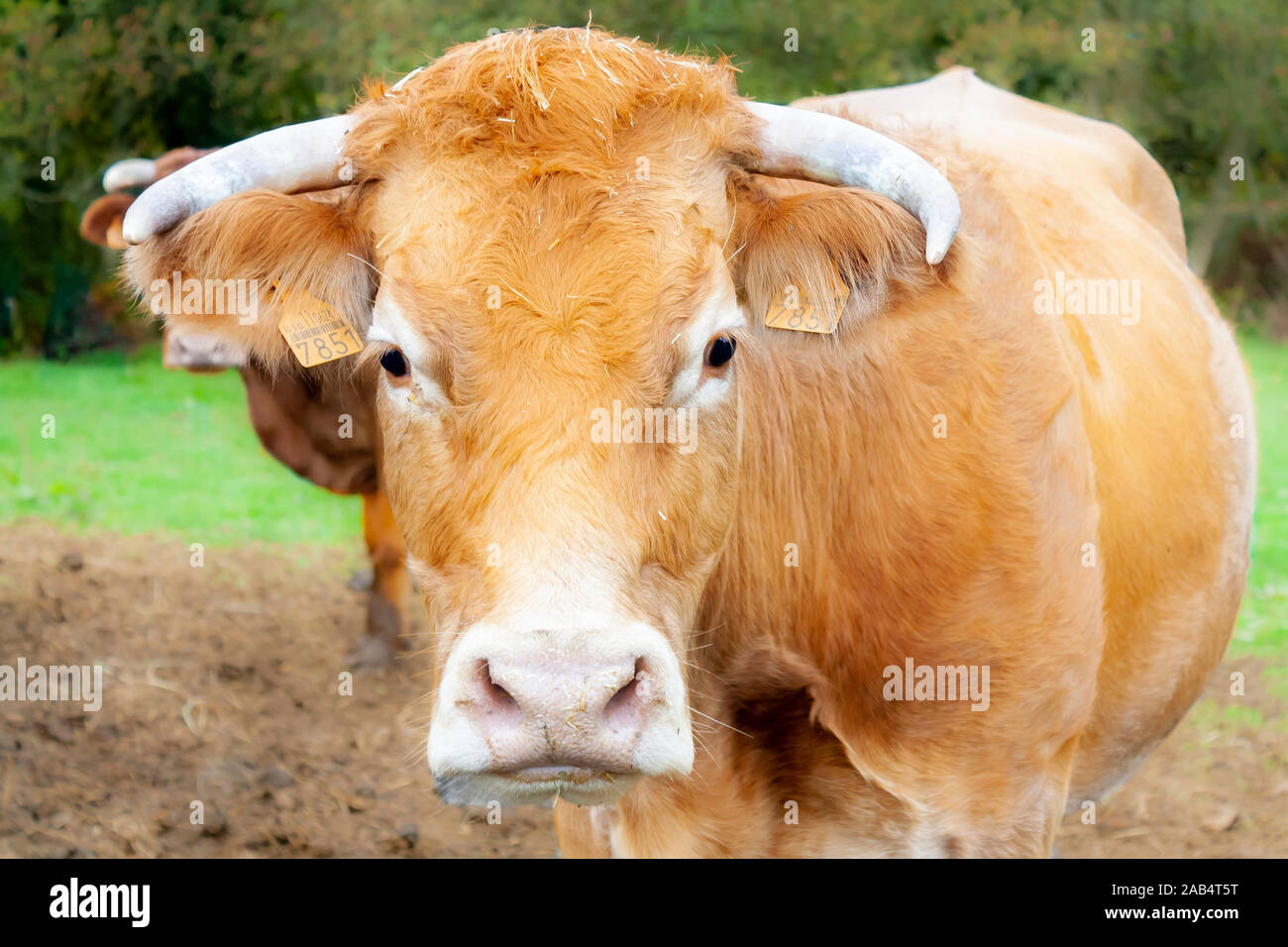 Galician blonde cow "rubia gallega", a breed native to Galicia, Spain ...