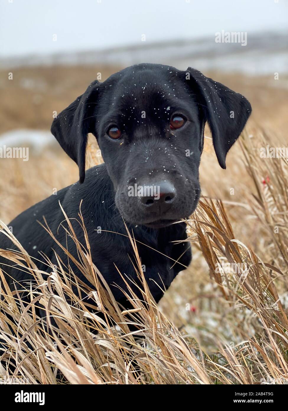 Adorable calm young black dog with beseeching eyes looking at the ...