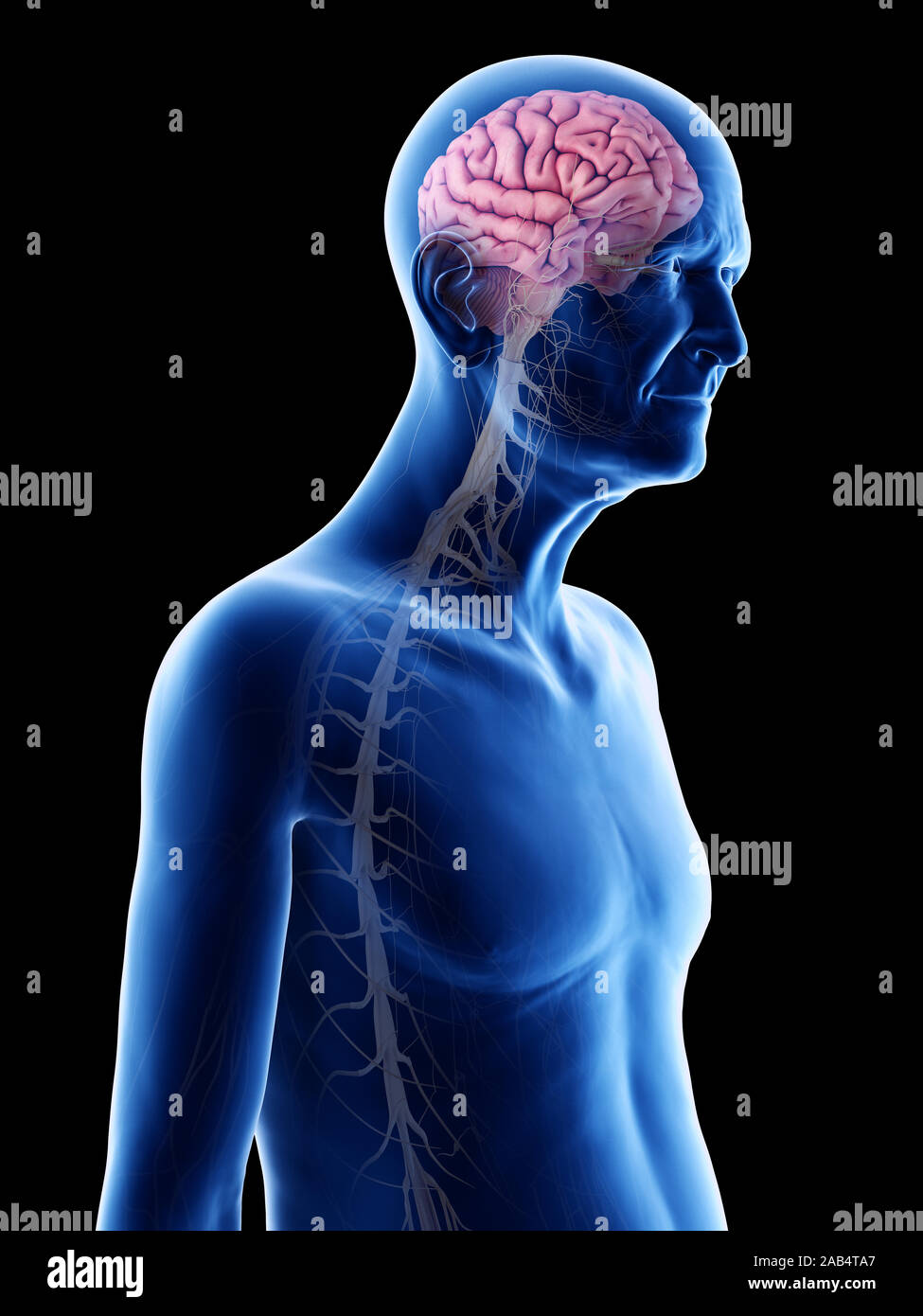 3d rendered medically accurate illustration of an old mans brain and ...