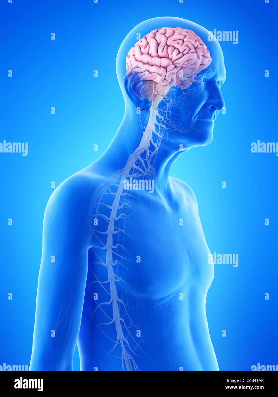 3d rendered medically accurate illustration of an old mans brain and ...