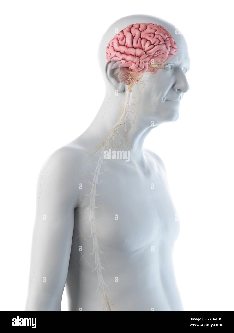 3d rendered medically accurate illustration of an old mans brain and ...