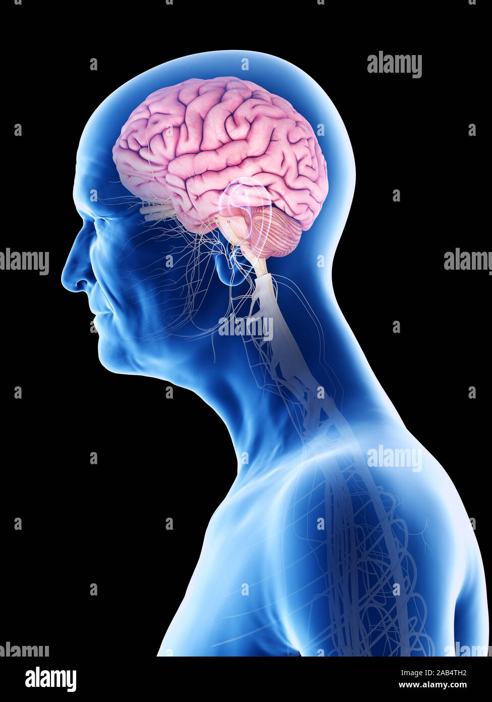 3d rendered medically accurate illustration of an old mans brain and ...