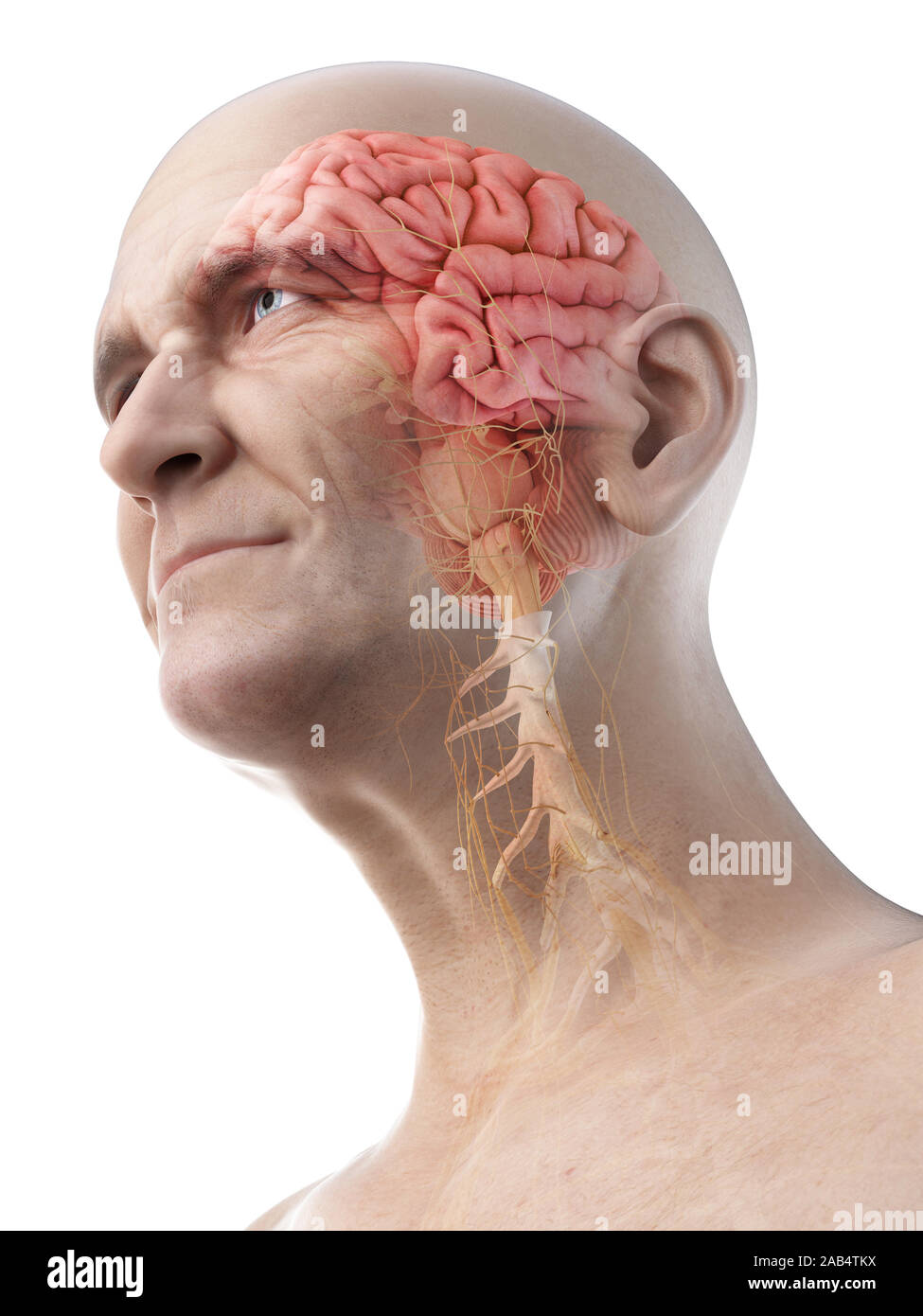 3d rendered medically accurate illustration of an old mans brain and ...