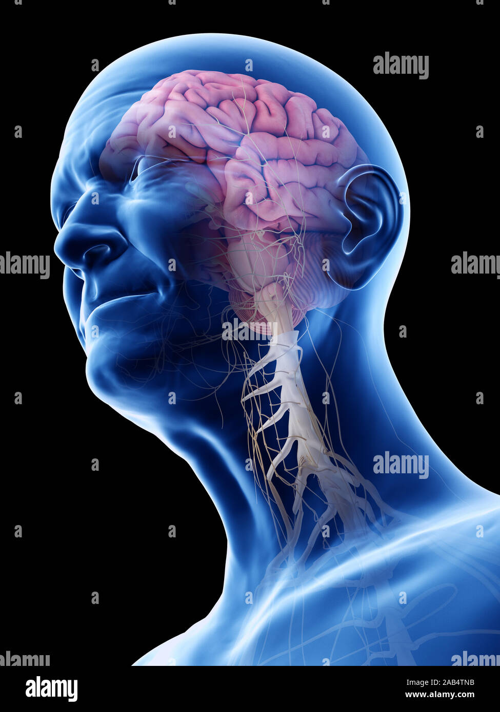 3d rendered medically accurate illustration of an old mans brain and ...