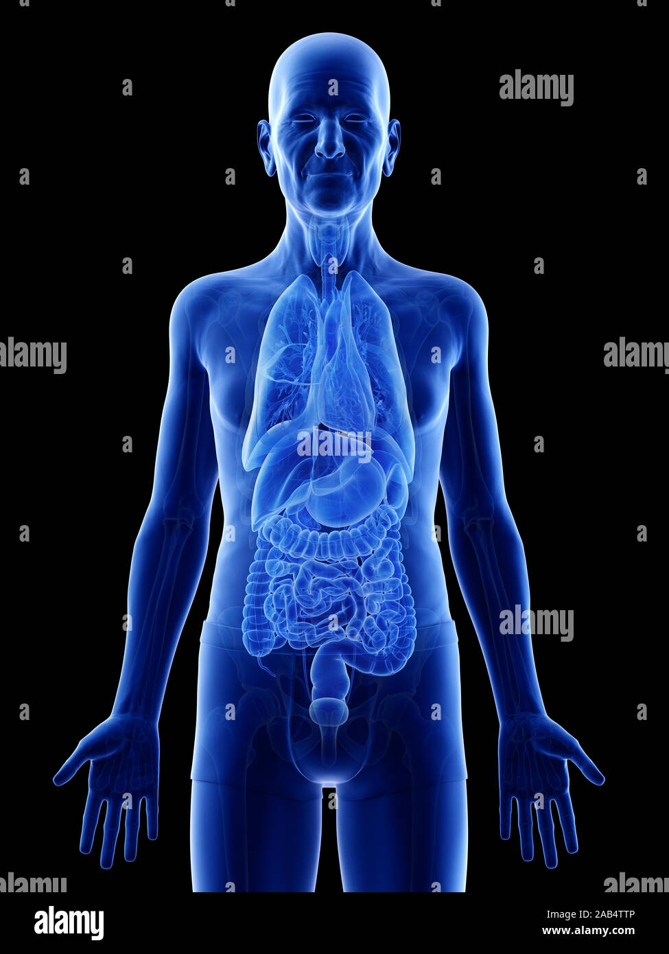 Internal organs x ray hi-res stock photography and images - Alamy