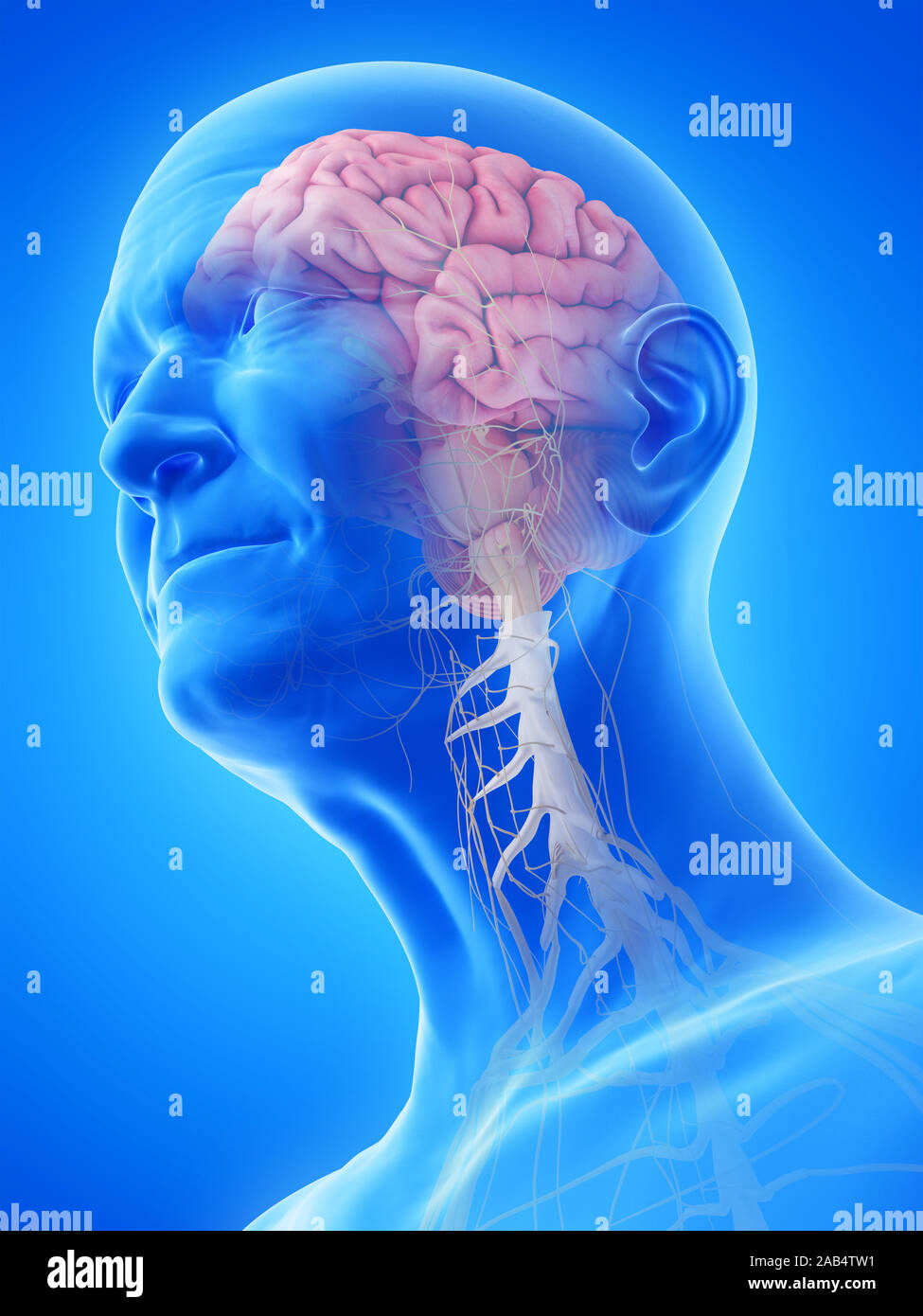 3d rendered medically accurate illustration of an old mans brain and ...