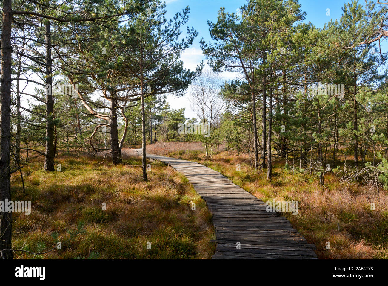 Wood path through the black bog moor in the Rhön, Bavaria, Germany, in ...
