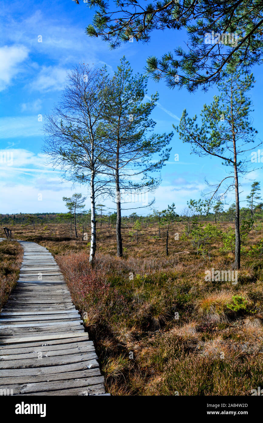 Wood path through the black bog moor in the Rhön, Bavaria, Germany, in ...