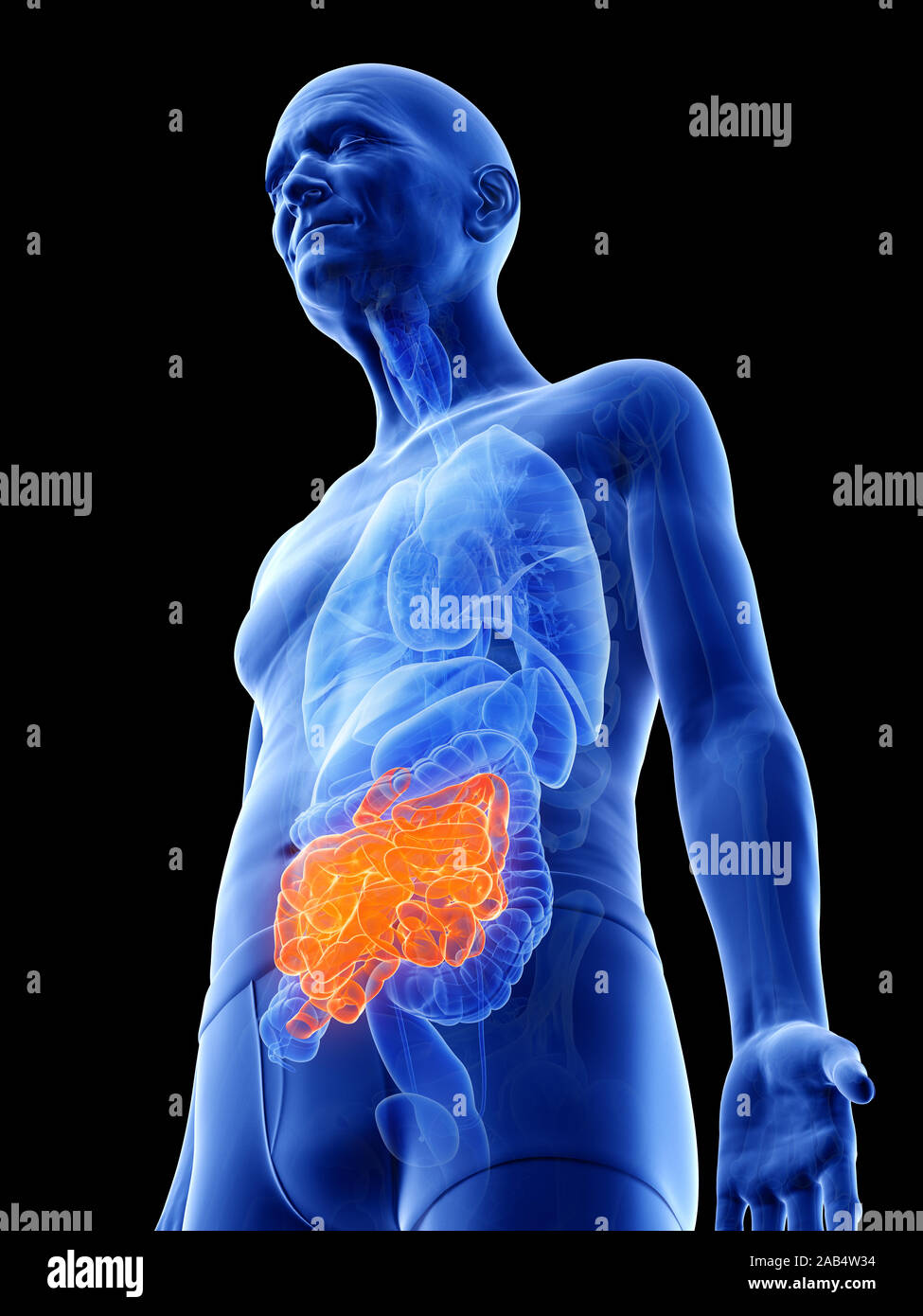 3d rendered medically accurate illustration of an old mans small ...