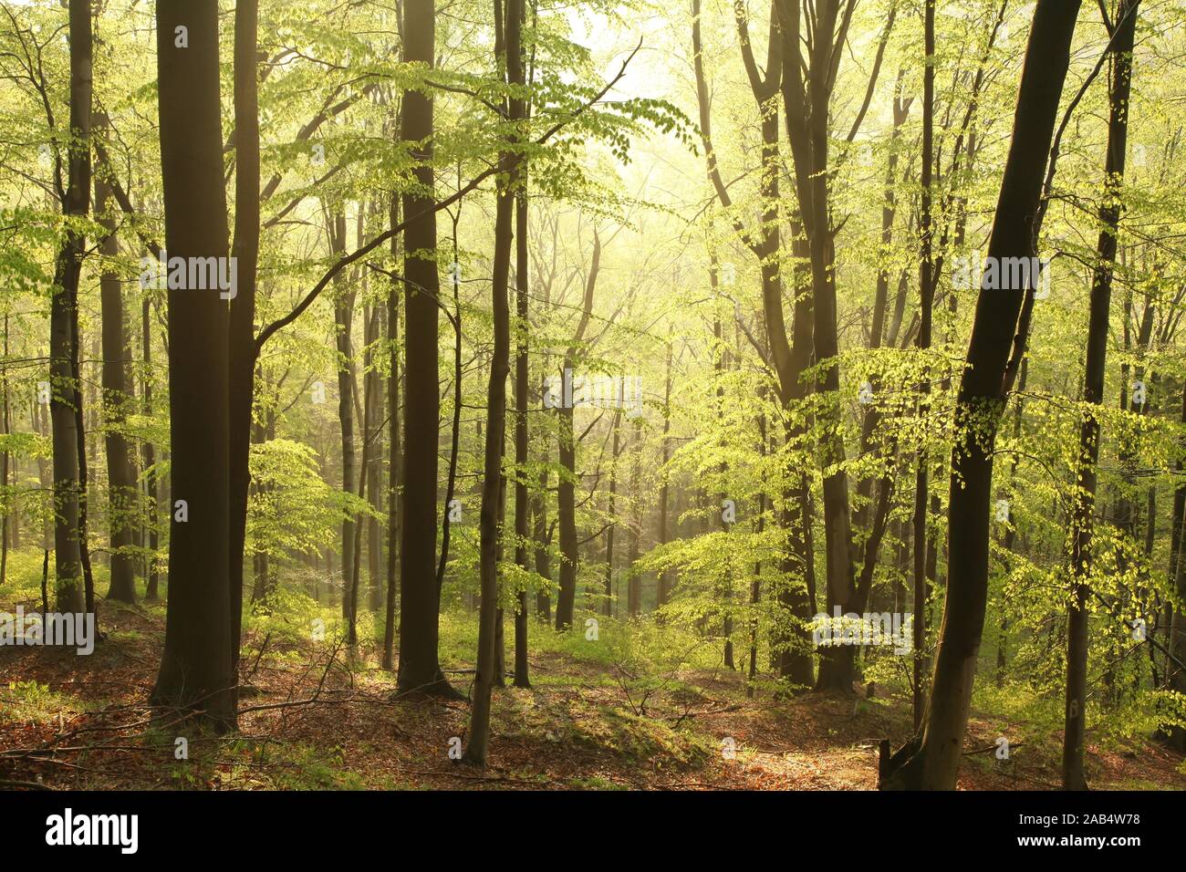 Spring beech forest illuminated by the rising sun Stock Photo - Alamy