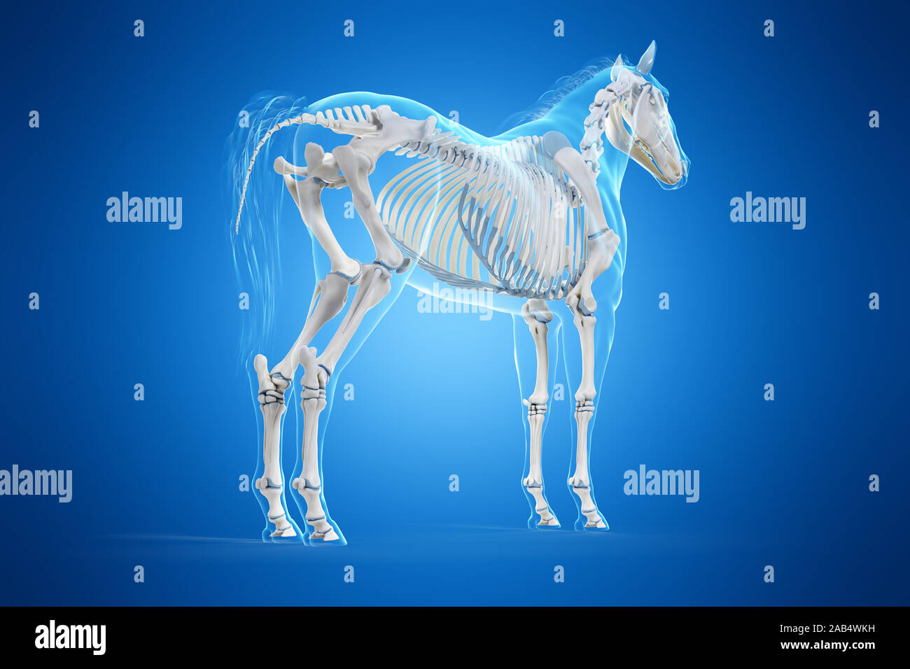 Horses skeletal system hi-res stock photography and images - Alamy