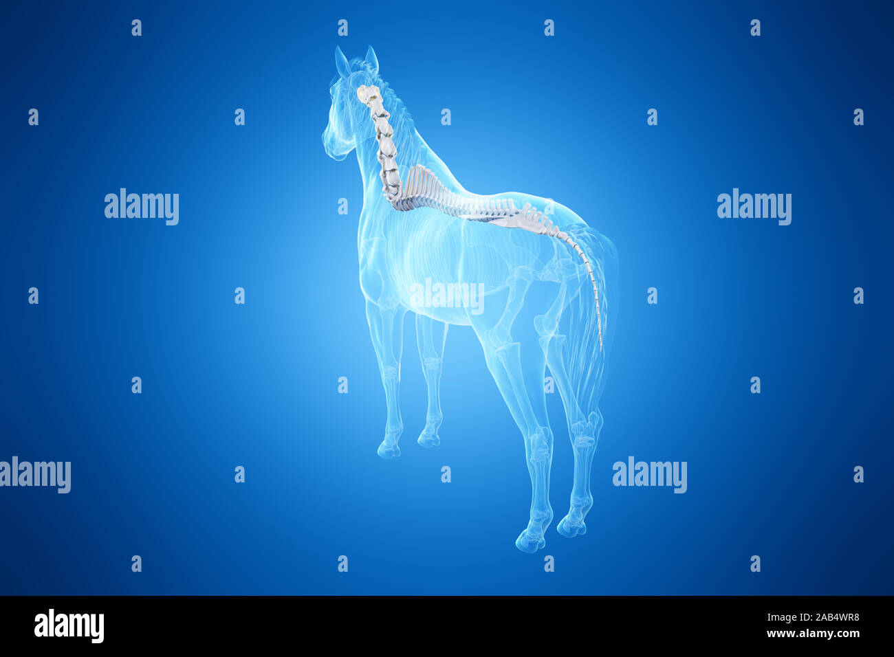 3d rendered medically accurate illustration of a horses spine Stock ...