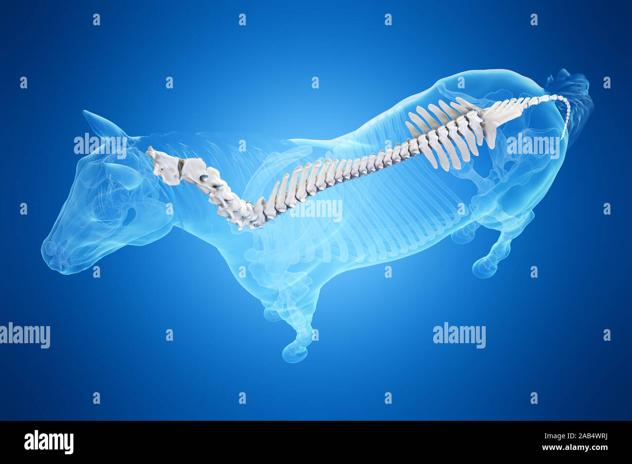 3d rendered medically accurate illustration of a horses spine Stock ...