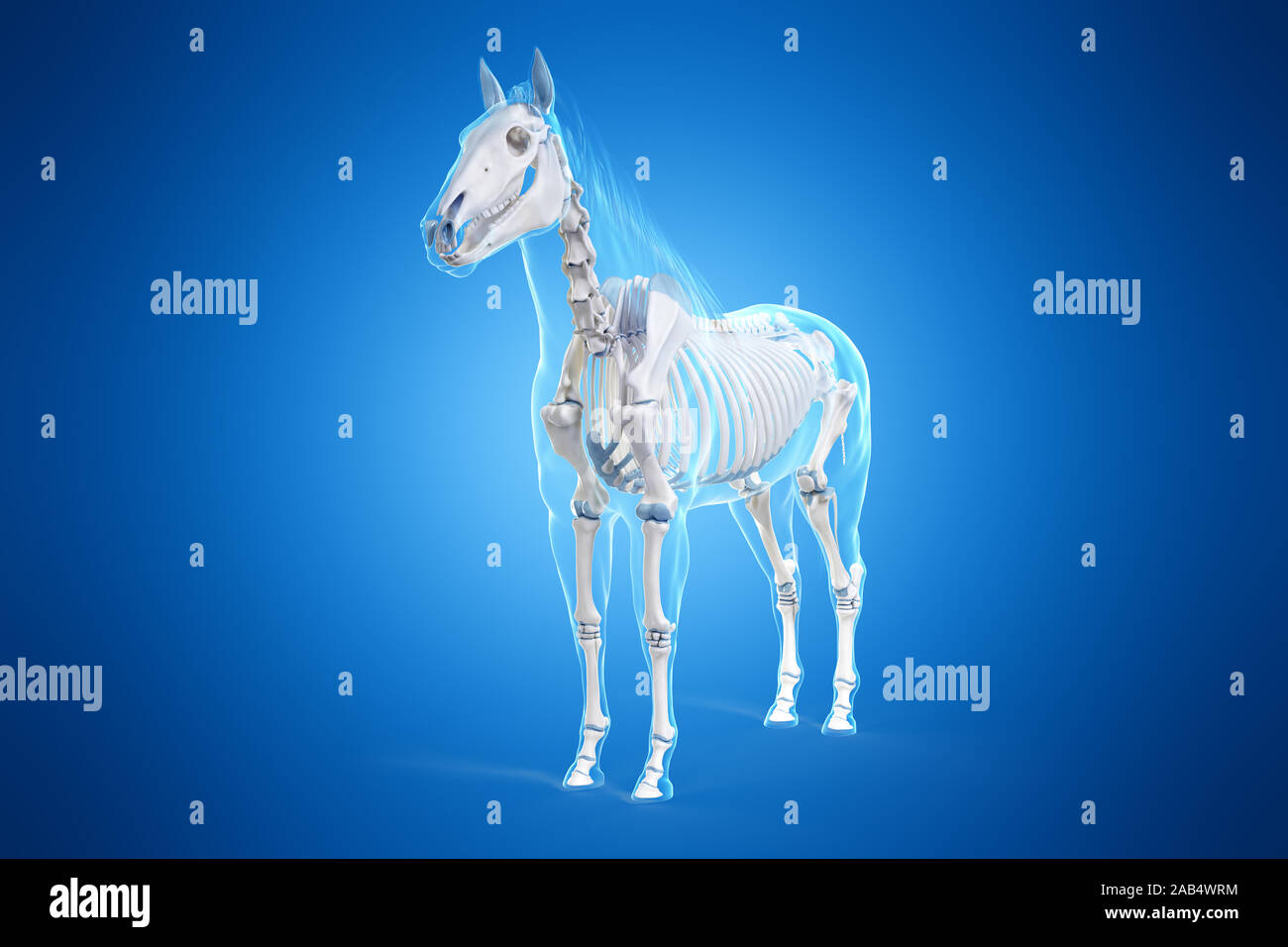 3d rendered medically accurate illustration of a horses skeleton Stock ...