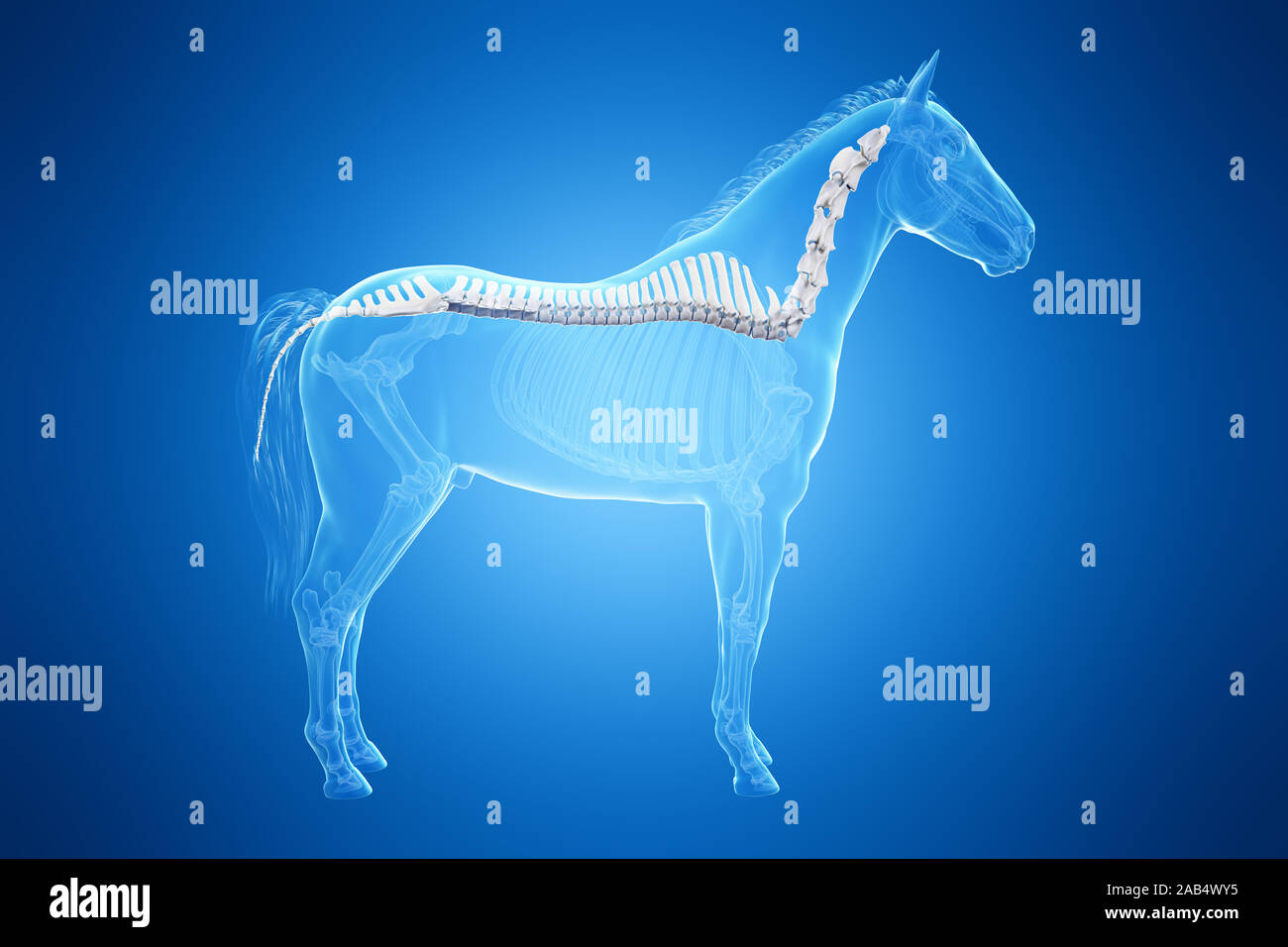 3d rendered medically accurate illustration of a horses spine Stock ...