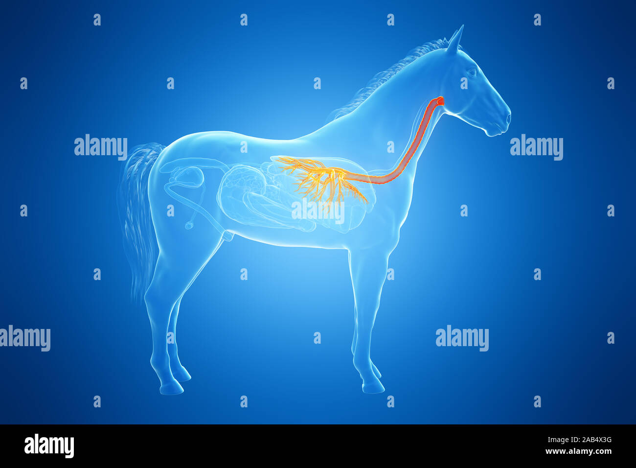 3d rendered medically accurate illustration of a horses bronchi Stock ...