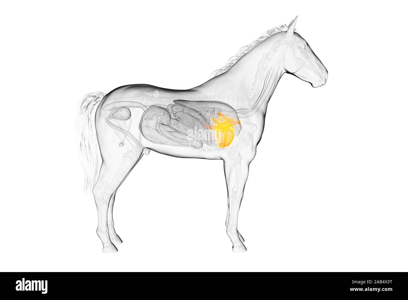 3d rendered medically accurate illustration of a horses heart Stock ...