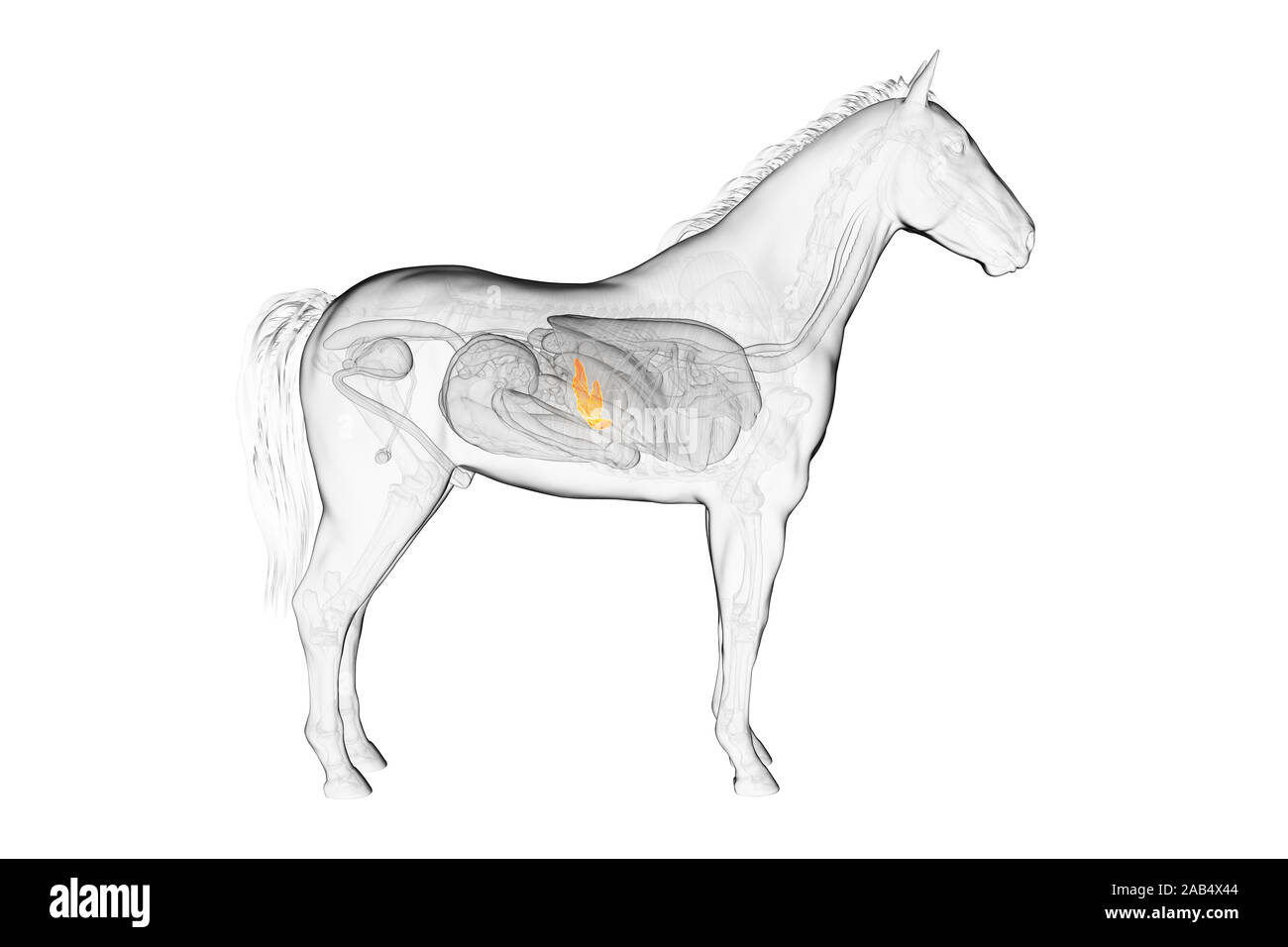 3d rendered medically accurate illustration of a horses pancreas Stock ...