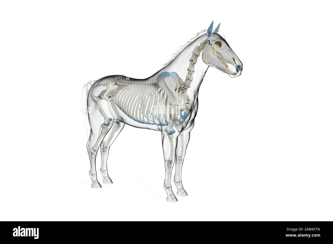 3d rendered medically accurate illustration of a horses skeleton Stock ...