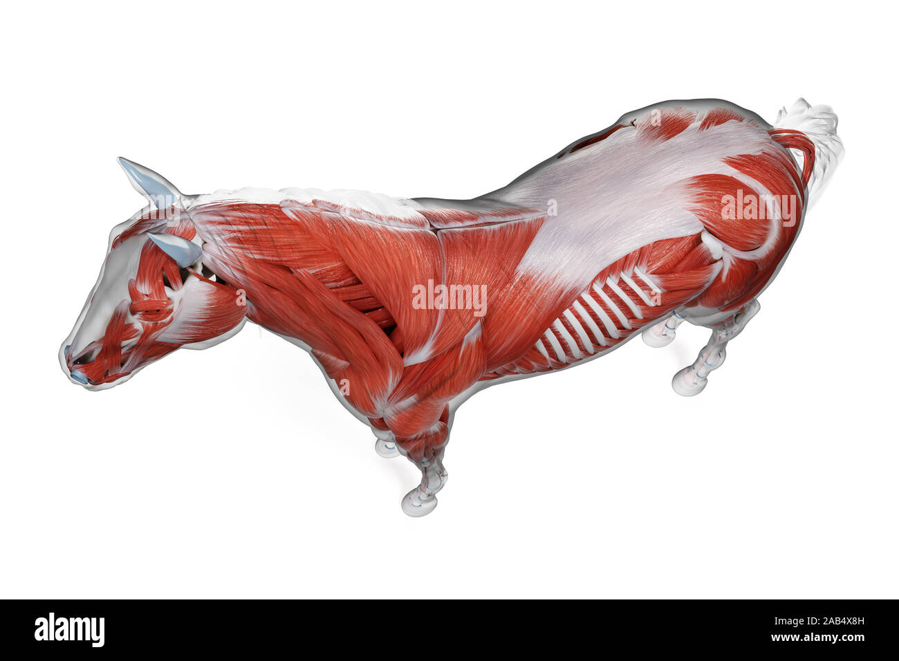 3d rendered medically accurate illustration of a horses muscle anatomy ...