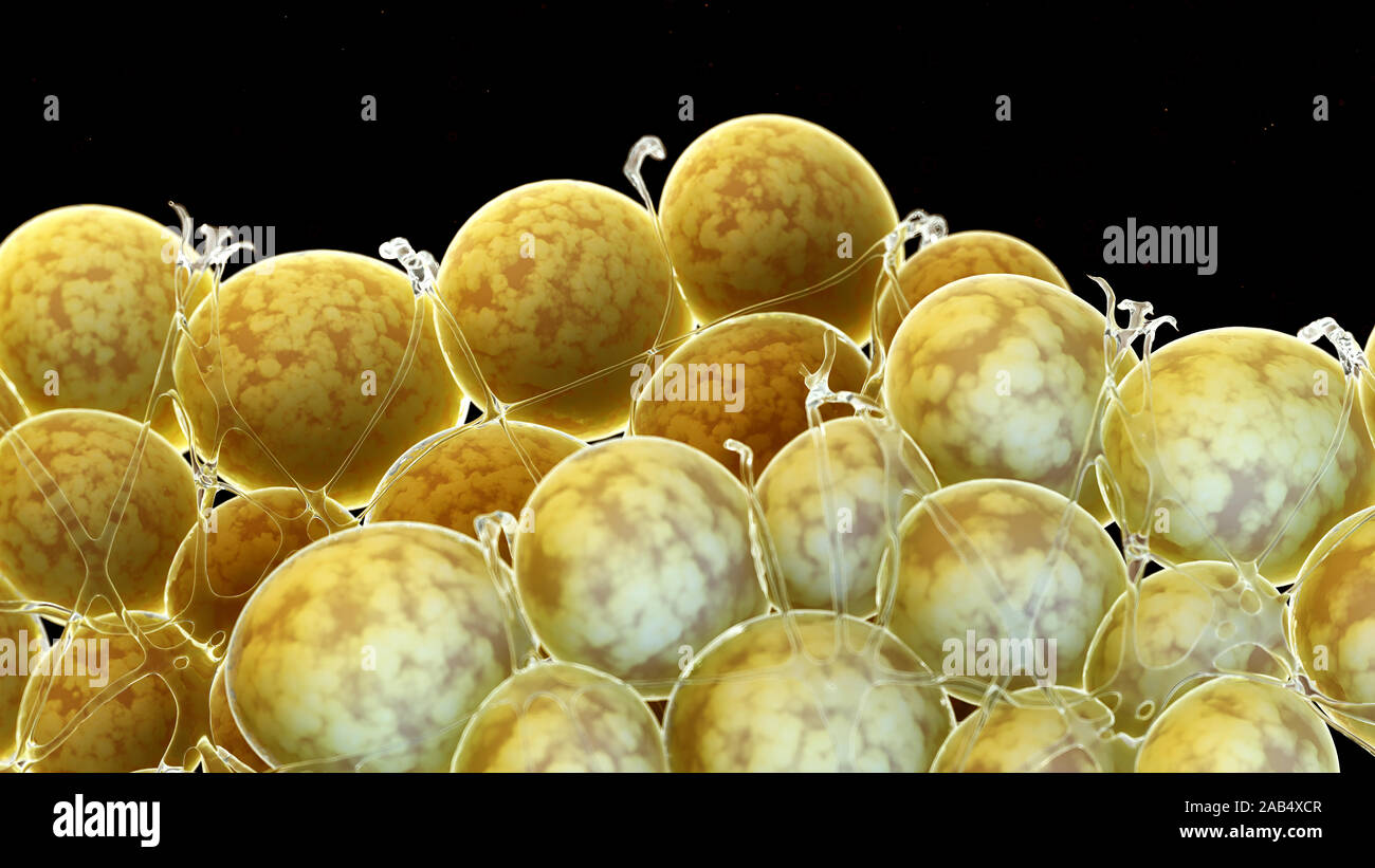 Human fat cells magnification hi-res stock photography and images - Alamy