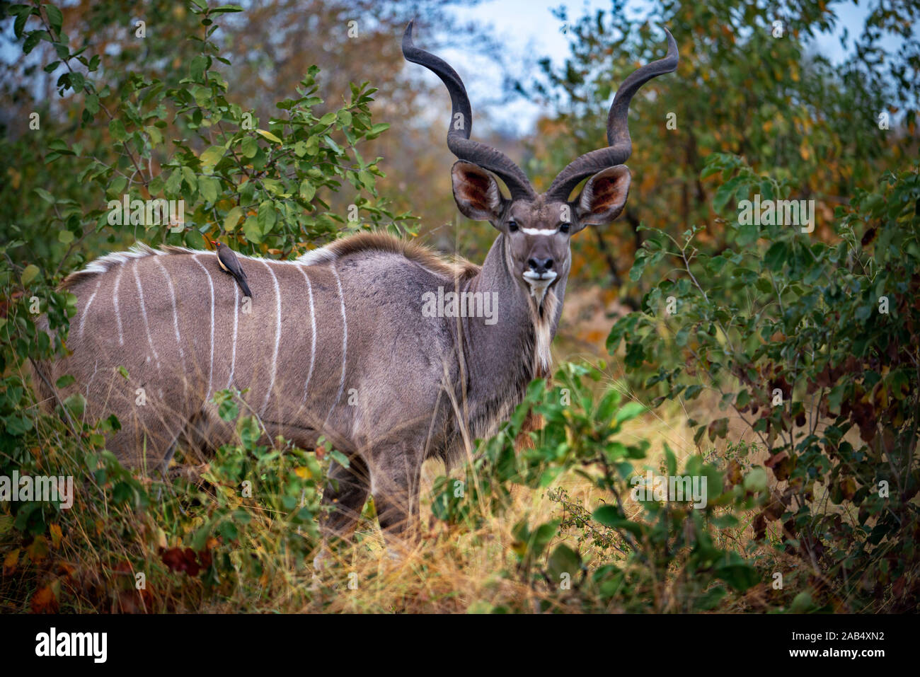 Kudu Horns