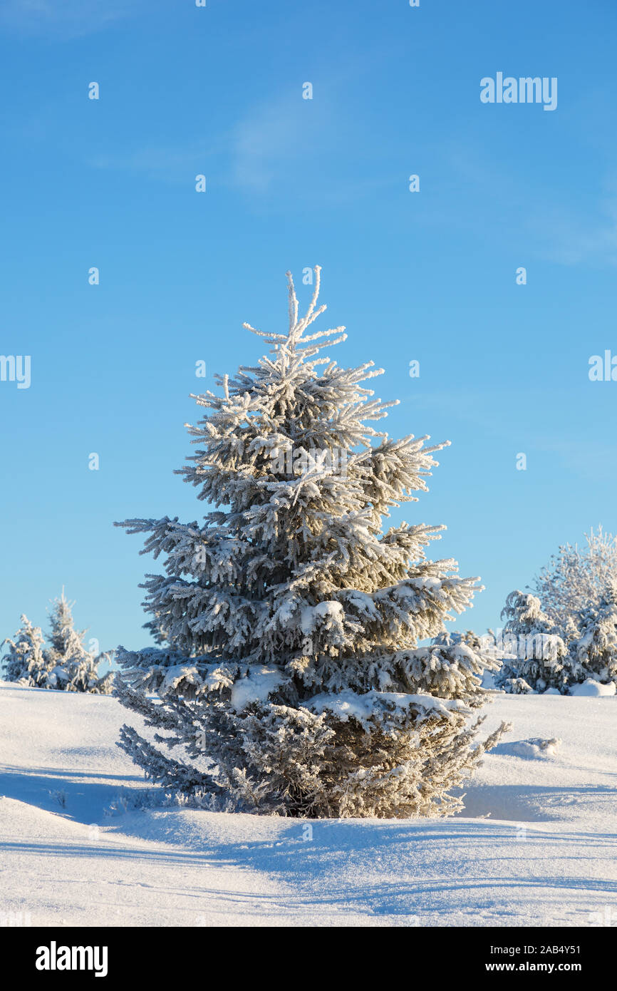 Single spruce trees with hoarfrost Stock Photo - Alamy