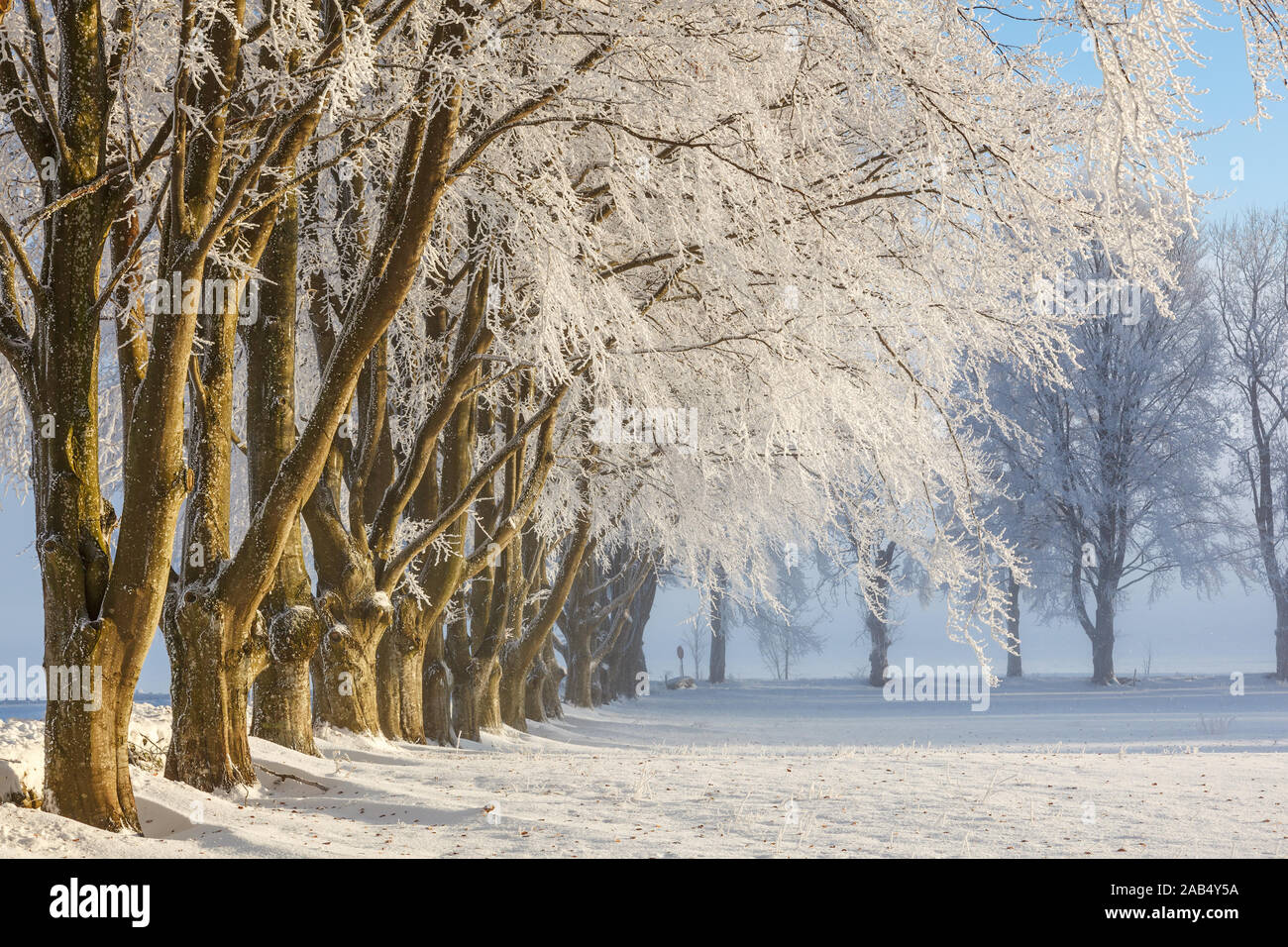 Beech tree in a winter landscape Stock Photo - Alamy