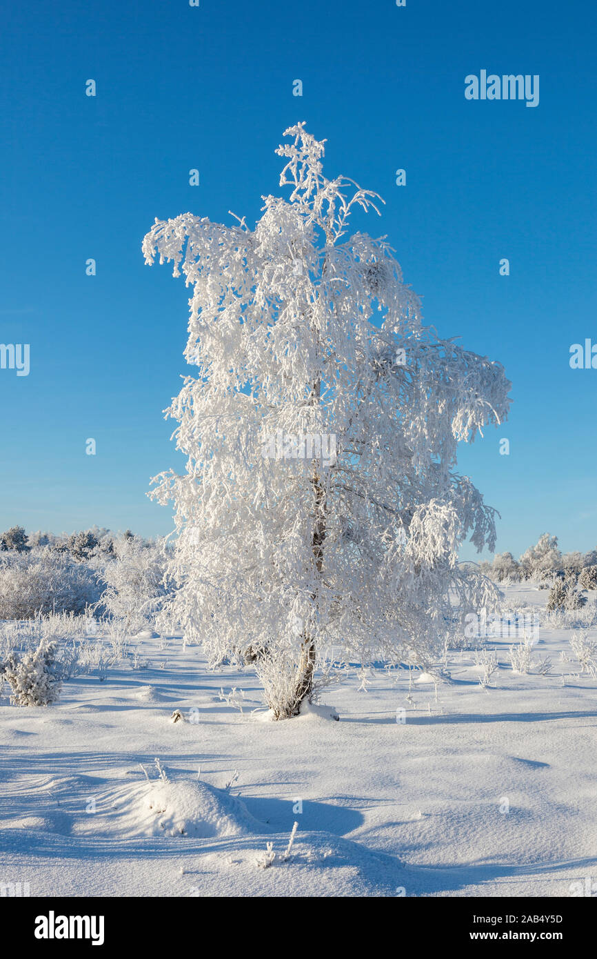 Single birch tree in winter hi-res stock photography and images - Alamy