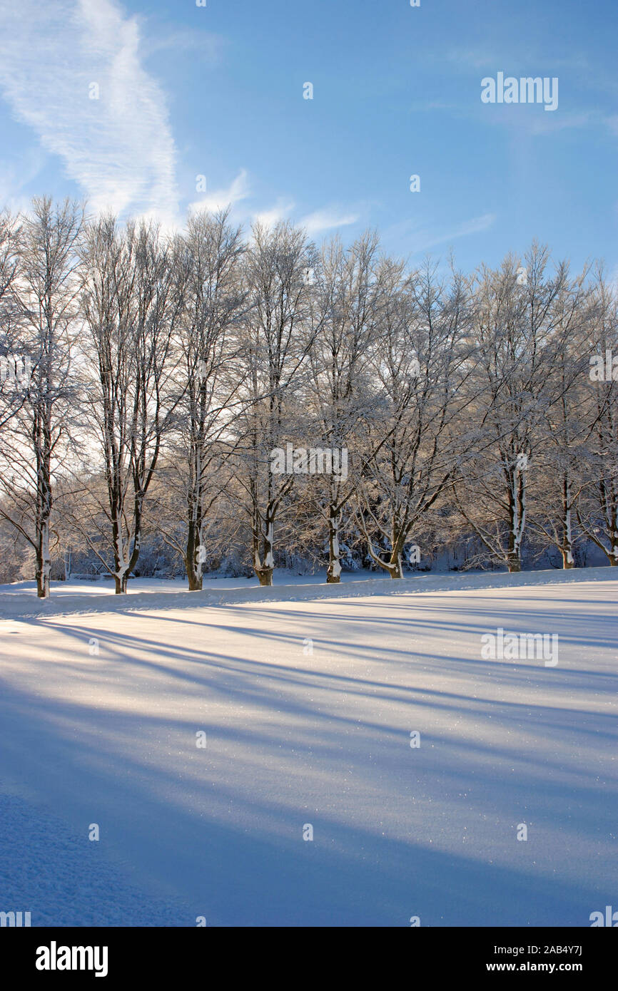 tree line in a winter landscape Stock Photo - Alamy