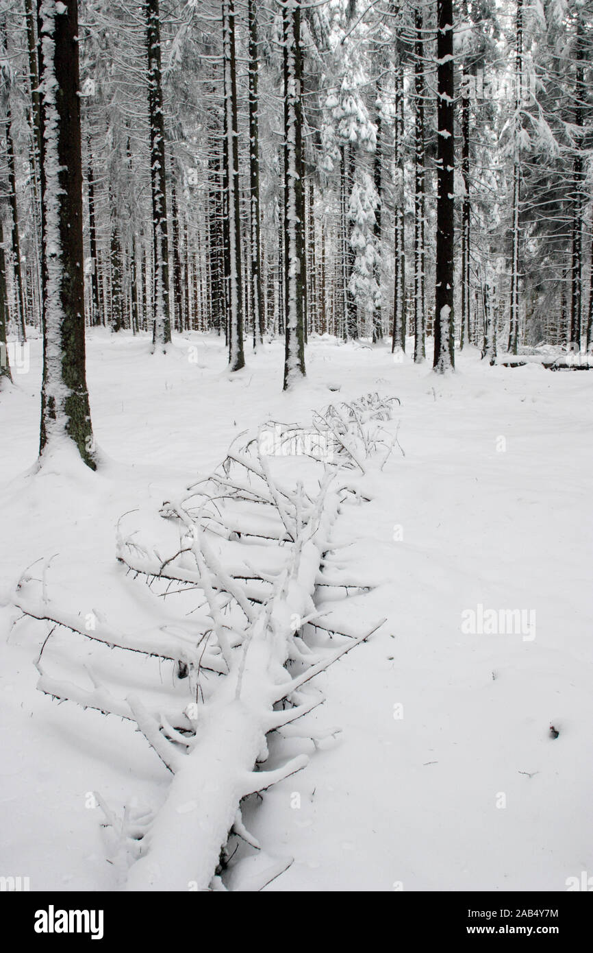 Fallen spruce in the winter forest Stock Photo - Alamy