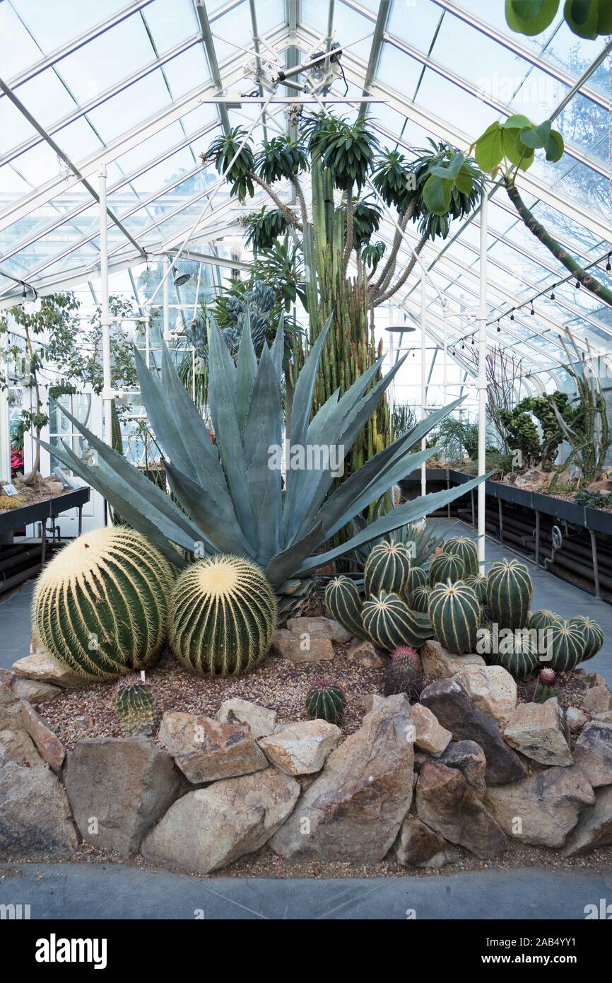The cactus garden, at Volunteer Park Conservatory in Seattle ...
