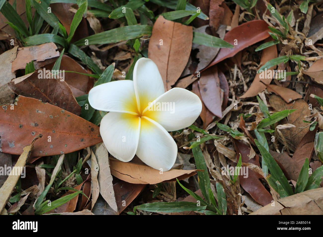Flower decoration on the floor hi-res stock photography and images - Alamy