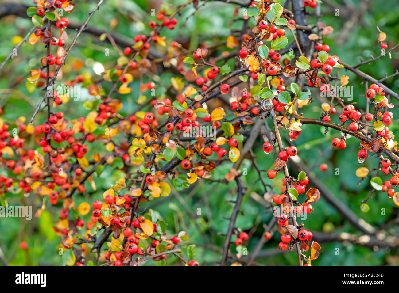 Rockspray cotoneaster hi-res stock photography and images - Alamy