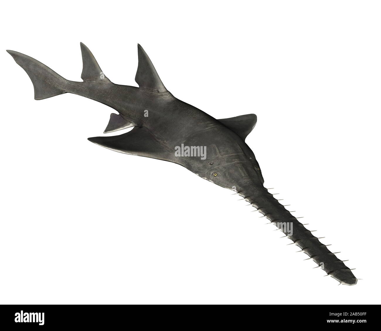Giant Largetooth Sawfish