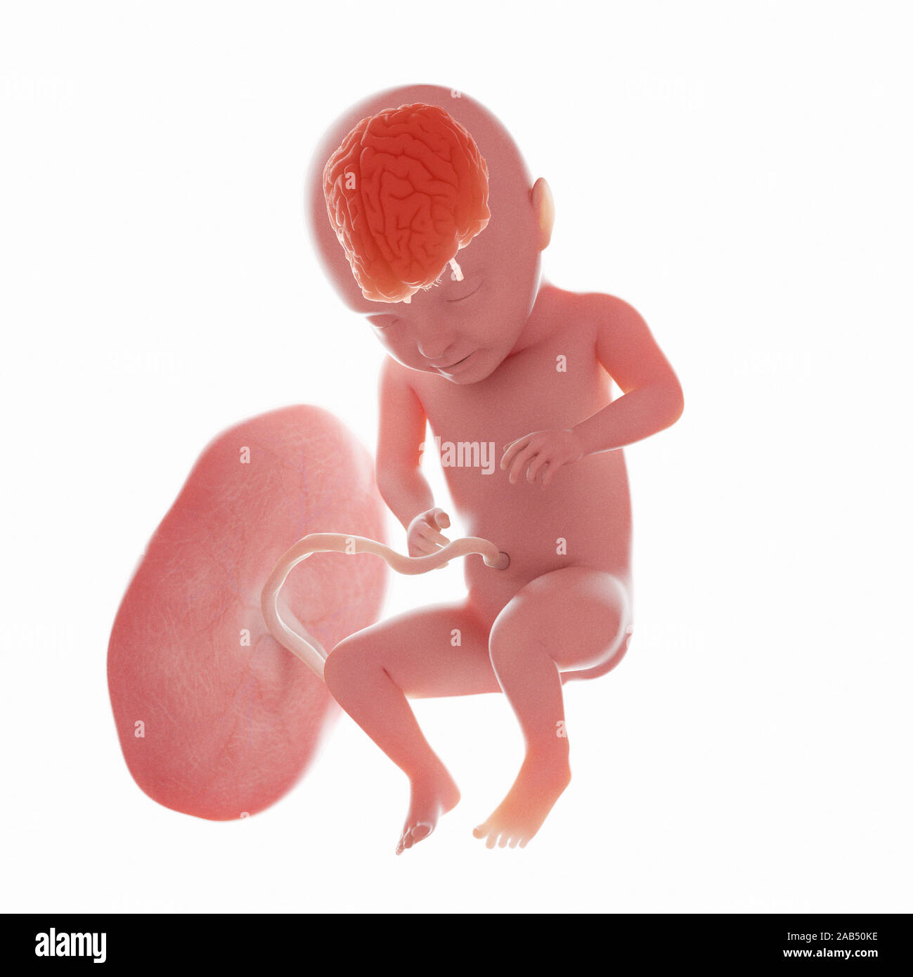 3d rendered medically accurate illustration of the brain of a human ...