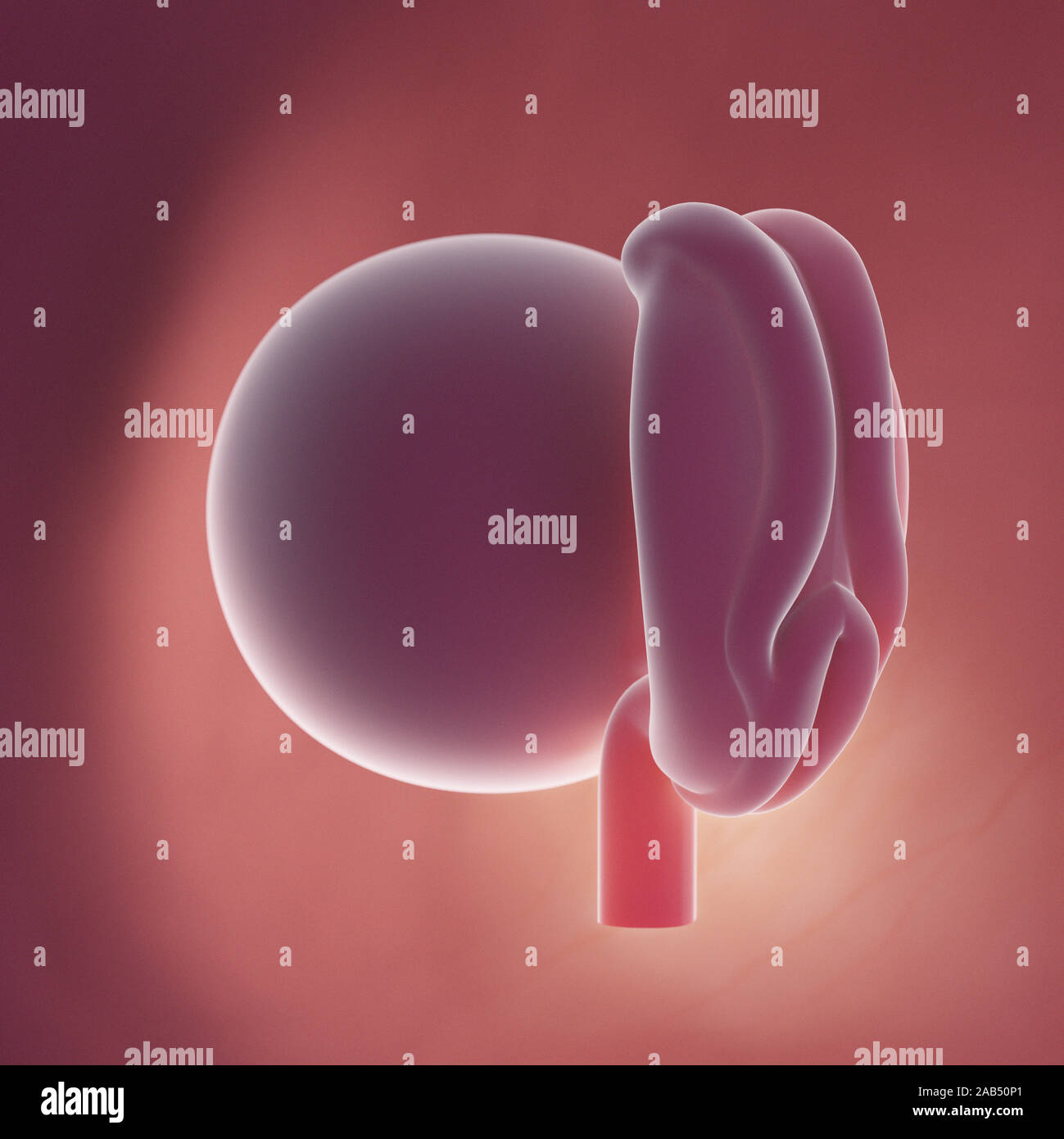 Pregnancy week 4 hi-res stock photography and images - Alamy