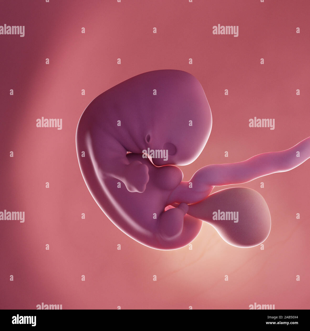 3d rendered medically accurate illustration of a human fetus - week 7 ...