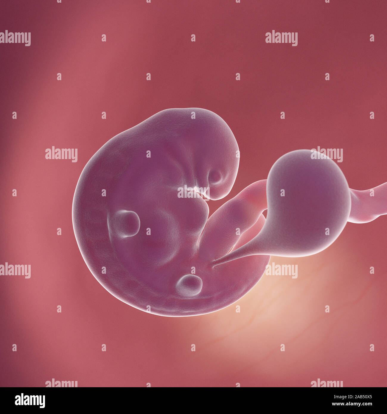 3d rendered medically accurate illustration of a human fetus - week 6 ...