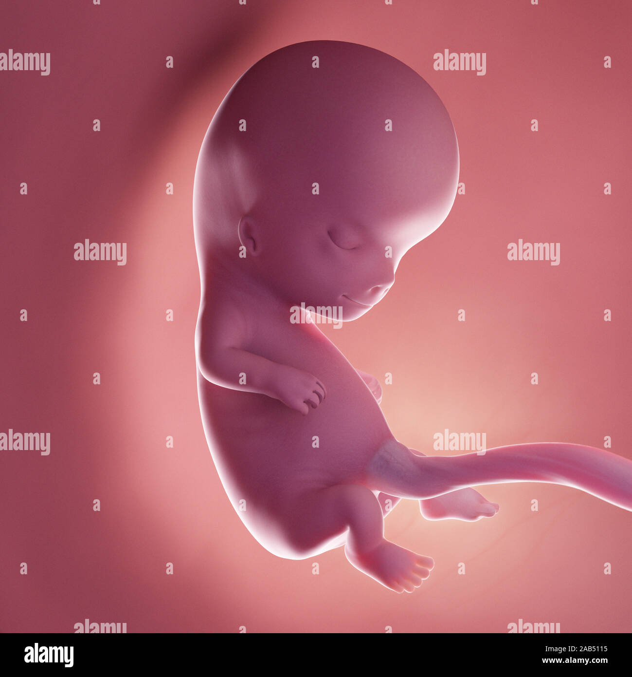 3d rendered medically accurate illustration of a human fetus - week 10 ...