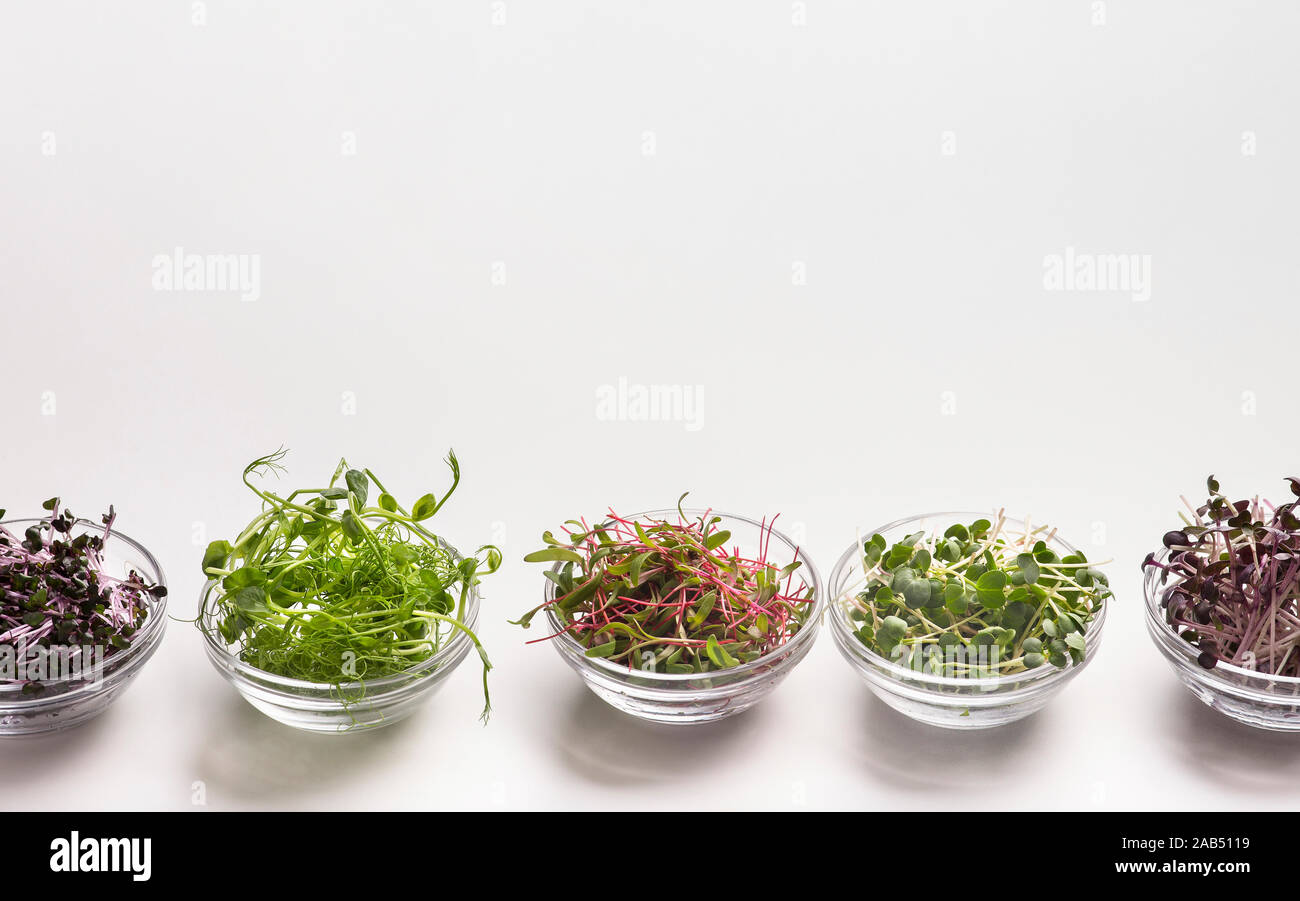 Young sprouted microgreens isolated hi-res stock photography and images ...