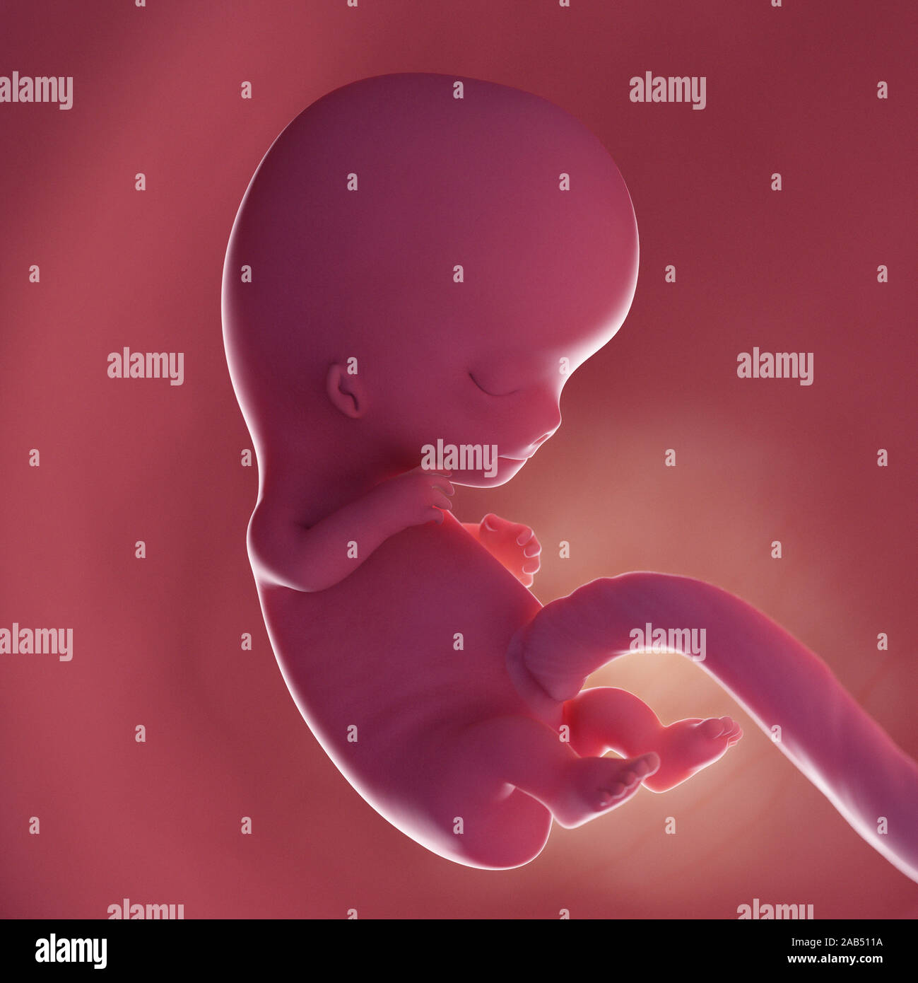 3d rendered medically accurate illustration of a human fetus - week 9 ...